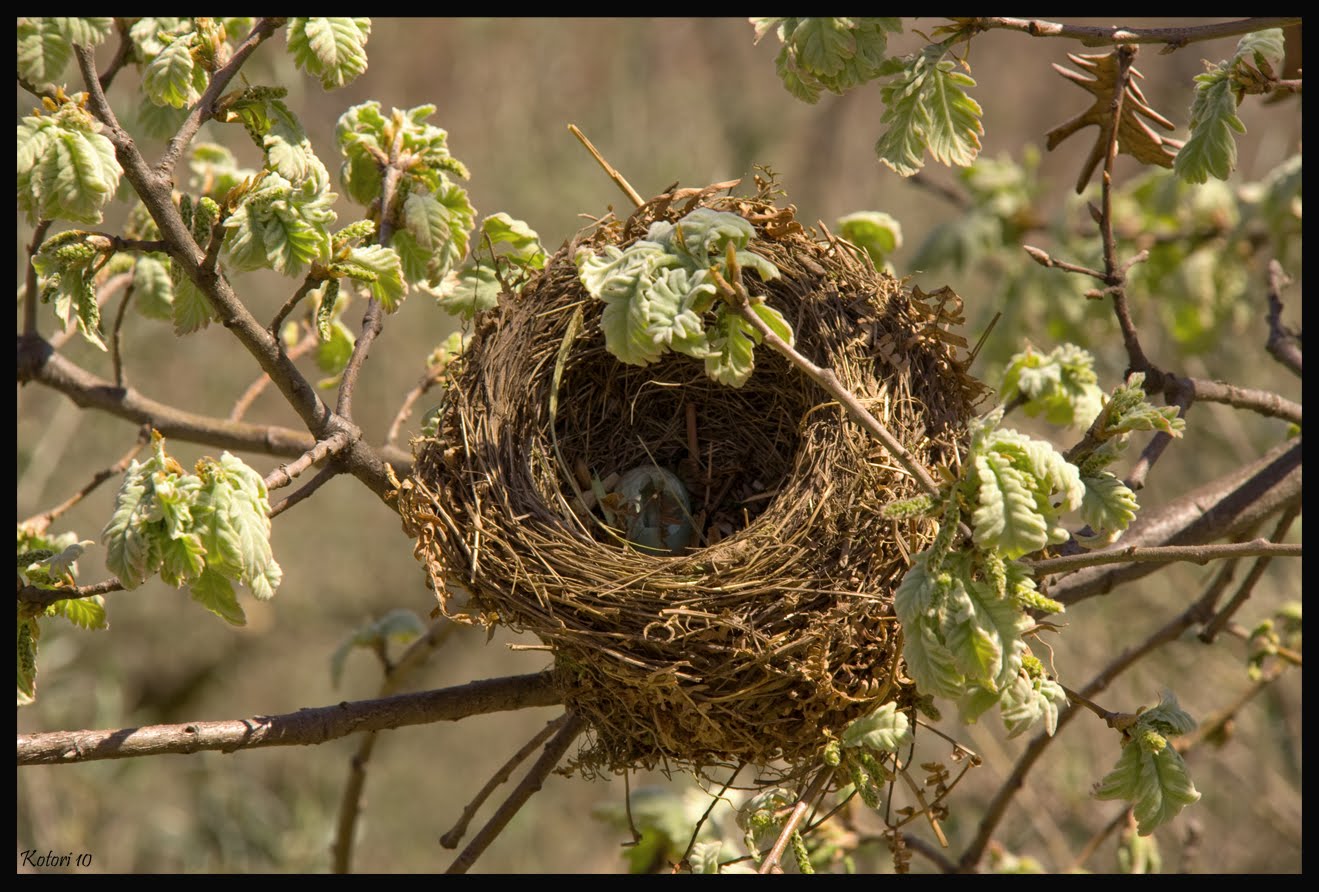 "El Reflejo de Uzume": HAIKU "UN NIDO" POR KOTORI