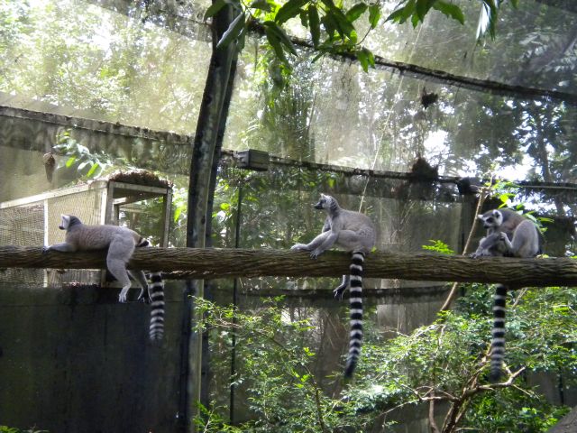 Viagem Incógnita: O Zoo e Sentosa