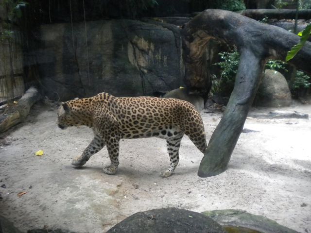 Viagem Incógnita: O Zoo e Sentosa