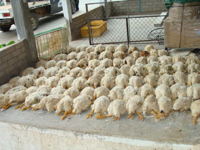 Producción Animal Conkal