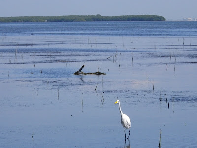 Steve & Vivian's Fishing Adventures: An Afternoon Visit to Chicken Key
