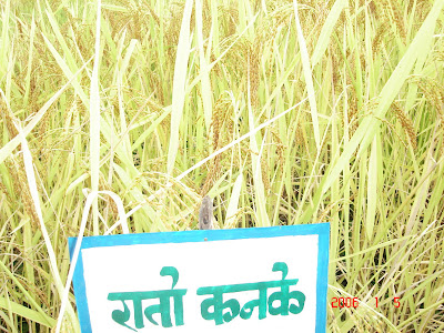 Stress tolerant plants: Upland rice : useful genetic resource for ...