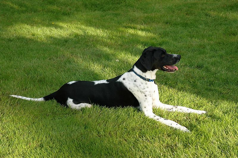 English Pointer Dog Breed ~ Dog Breeds Database