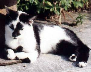 Twisty Cat (Squitten) ~ Cat Breeds