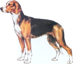 Serbian Tricolour Hound ~ Dog Breeds Database