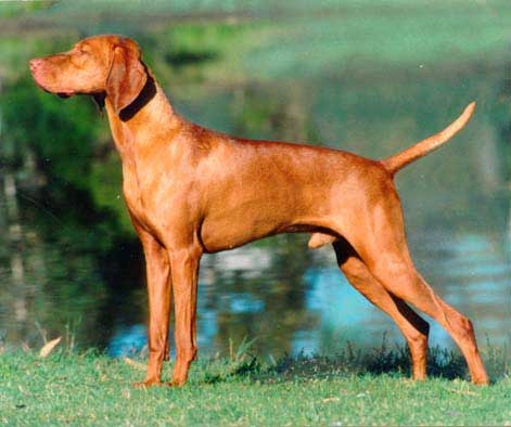 Vizsla ~ Dog Breeds Database