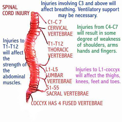 Dear Nurses: SPINAL SHOCK