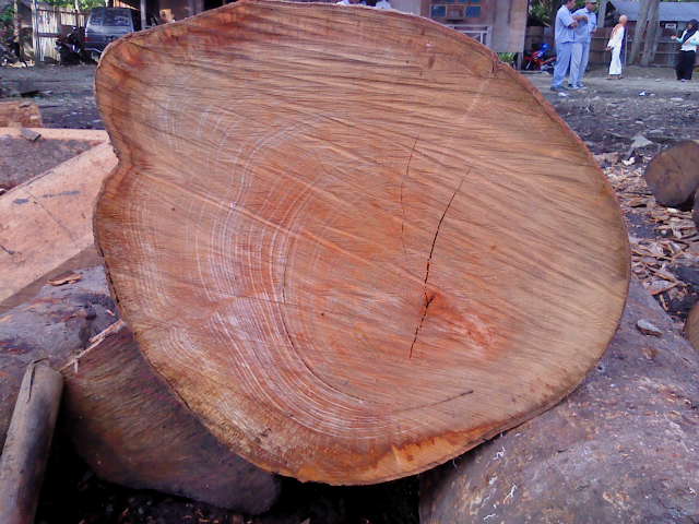 e-jamak: Kayu Rengas