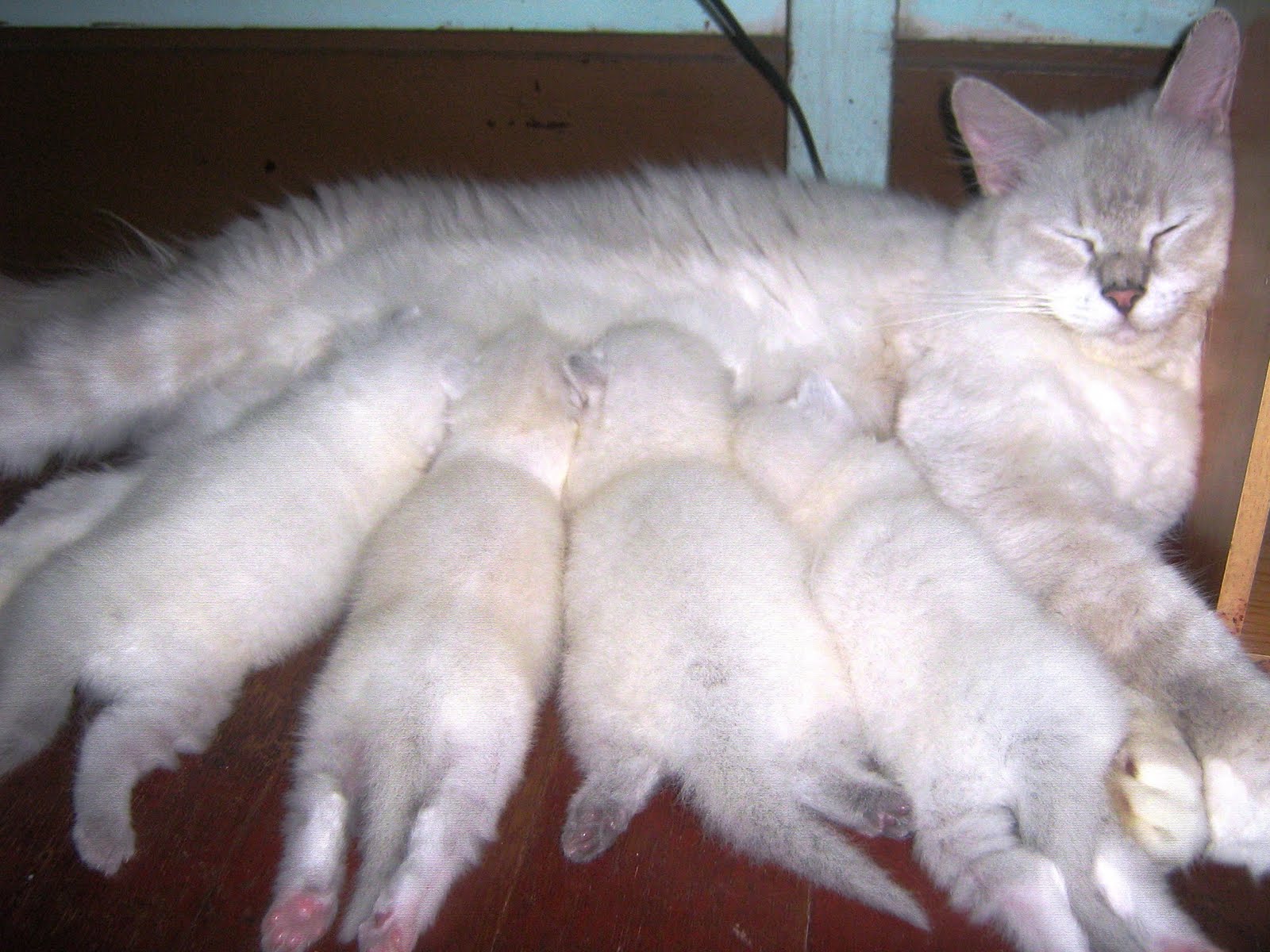 Cat Addict: Tears for a kitten