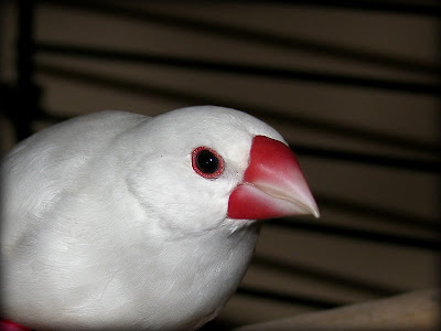 Lunar Earth Mama: White Java Finches