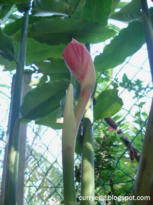 moreha tekor akhe: laksa flower