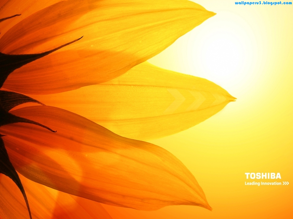 Toshiba Wallpapers