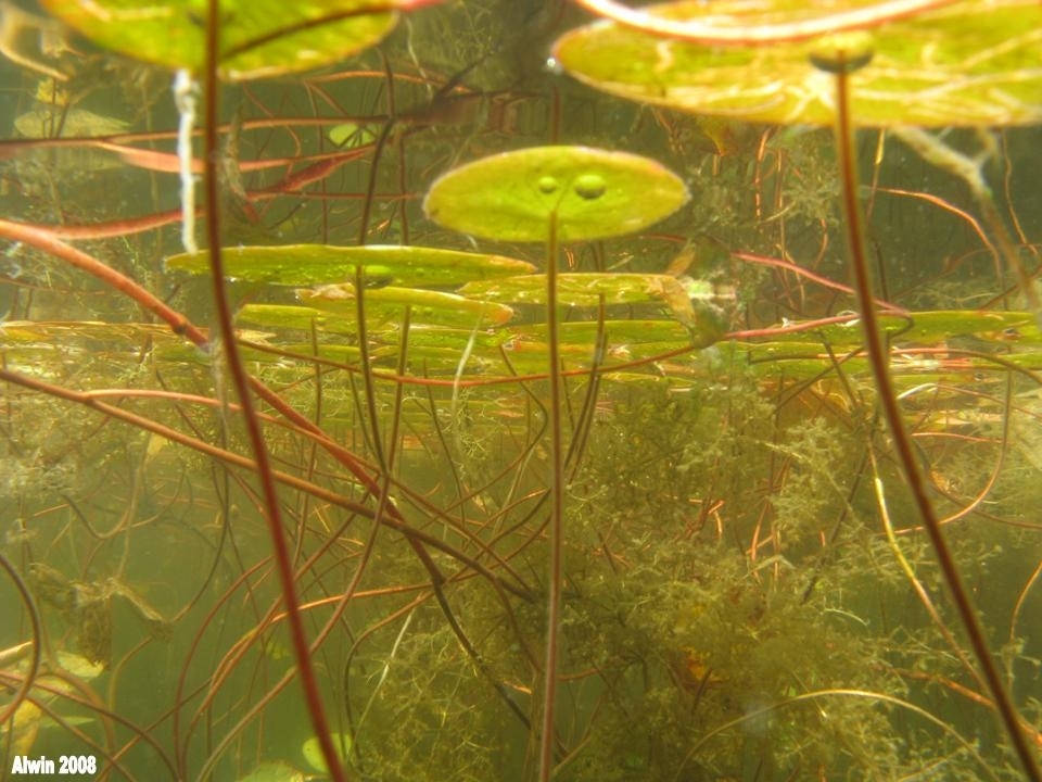 Alaisha's Blog: Fav Aquatic Creatures