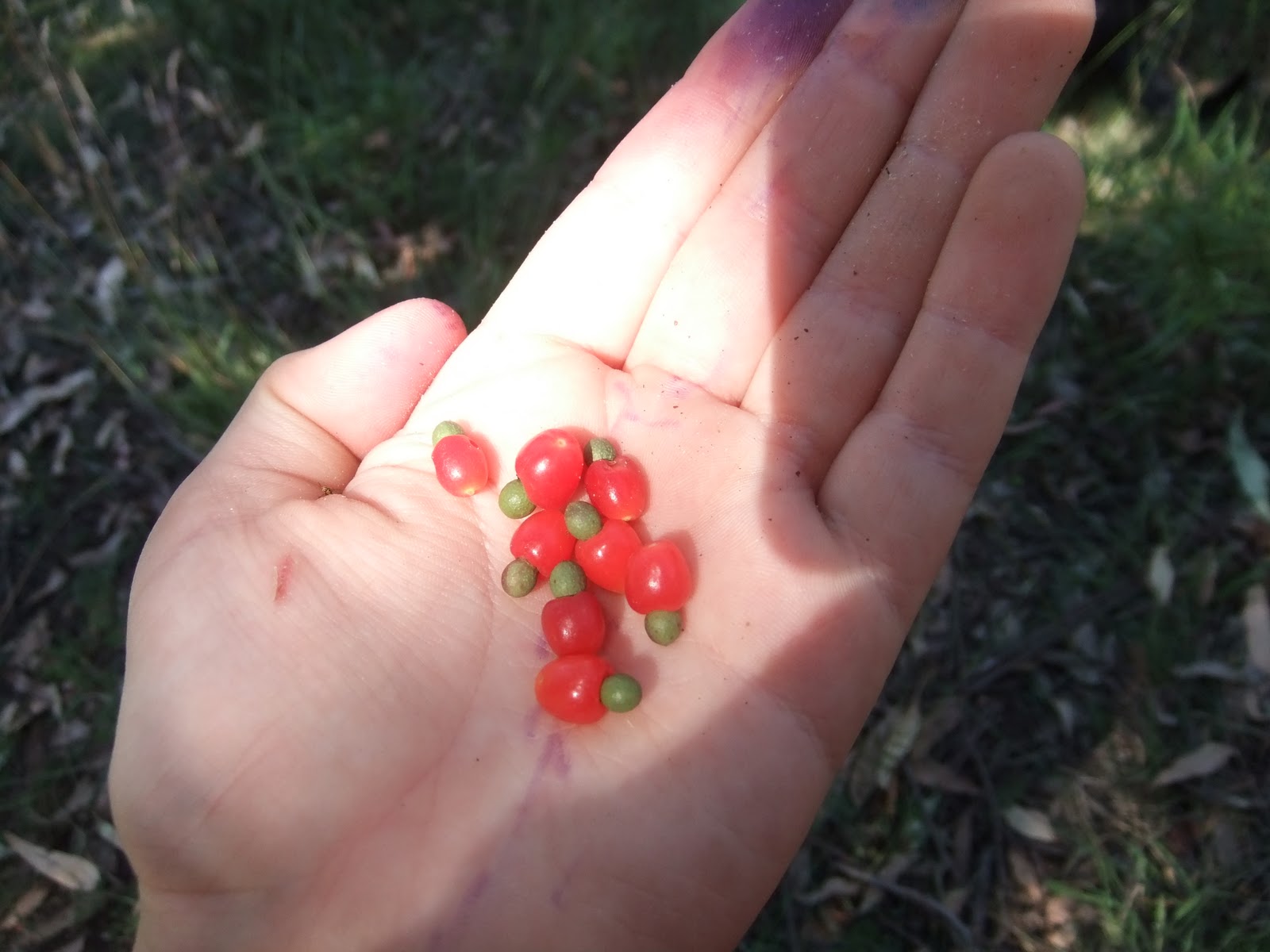 Cherished Hearts At Home: Tasmanian Native Cherry Tree