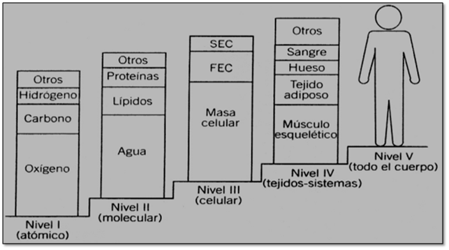 Composición Corporal: MODELOS DE COMPOSICIÓN CORPORAL