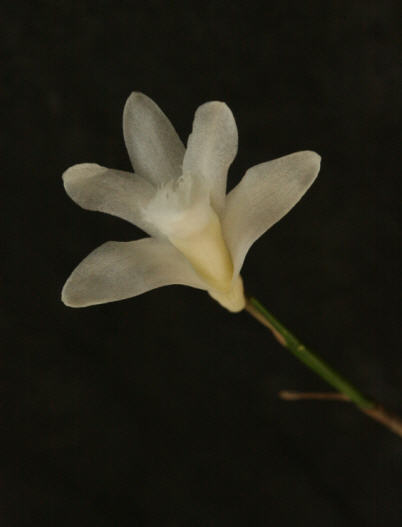 Jolies orchidees: Dendrobium equitans