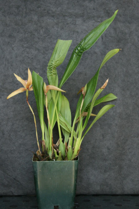 Jolies orchidees: Maxillaria sangay "marion" (pulla x striata)