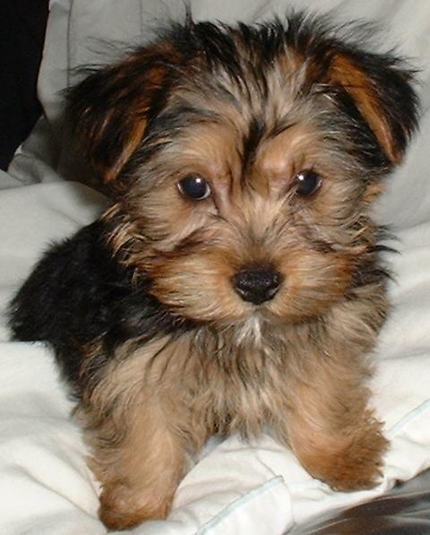 Cachorrilandia: Cuidados del yorkshire