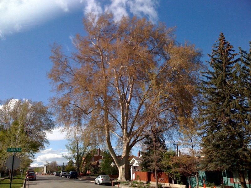 Chris Buck's - Britton Fund Ride 2009