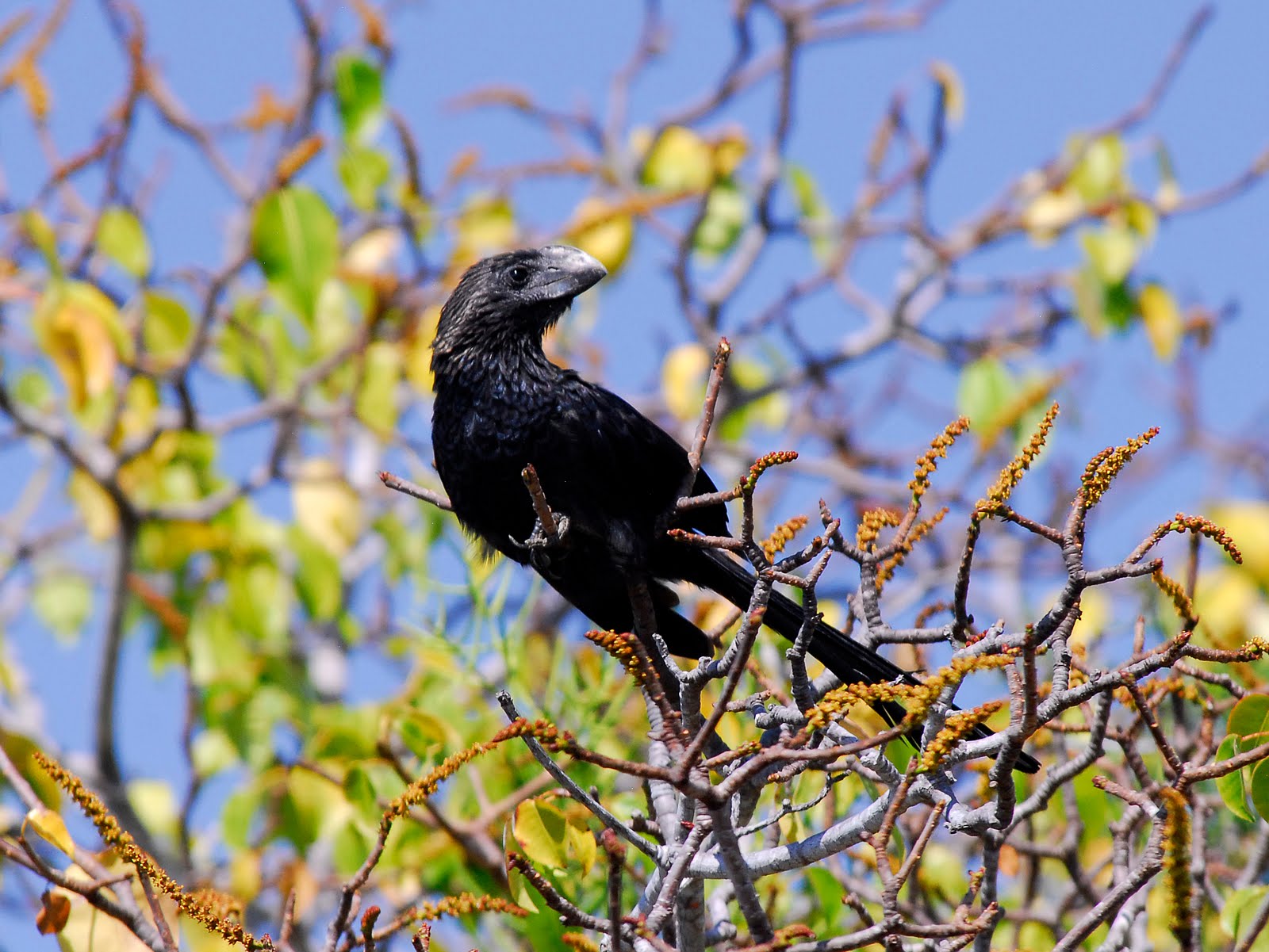BirdManBob: Land Birds of the Galapagos