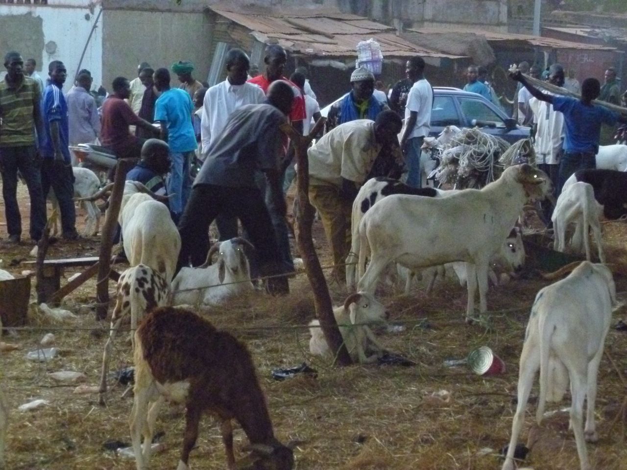 Liz in Mali: Turkeys and Goats