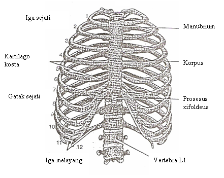 VAZRYAN WB: TRAUMA THORAKS