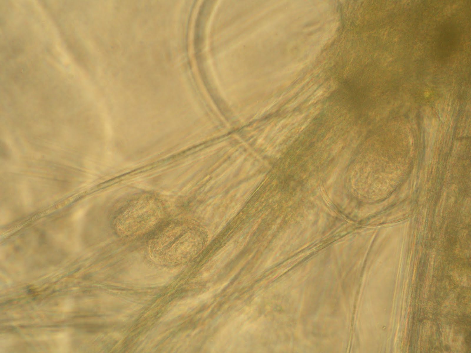 Duckweed Research: Lab Testing vs. Field Work