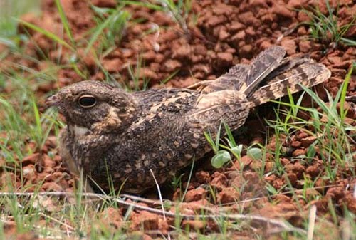 Animales de Yucatán: Aves de Yucatán / El Tapacaminos