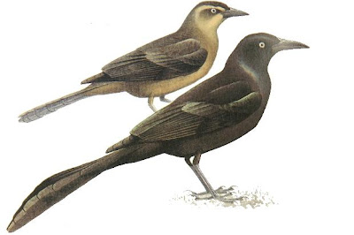 Animales de Yucatán: Aves de Yucatán / El Pich, Grackle, Quiscalus