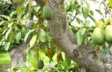 Plantas de Yucatán: Plantas de Yucatán / On Aguacate