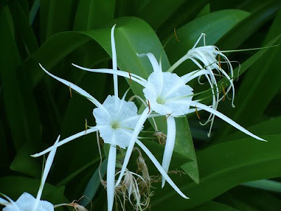 El Dzidzantunense: Dzidzantún / Las Plantas de Yucatán