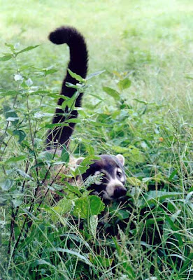 Animales de Yucatán: Animales de Yucatán / Mamíferos / El Coatí o Pizot