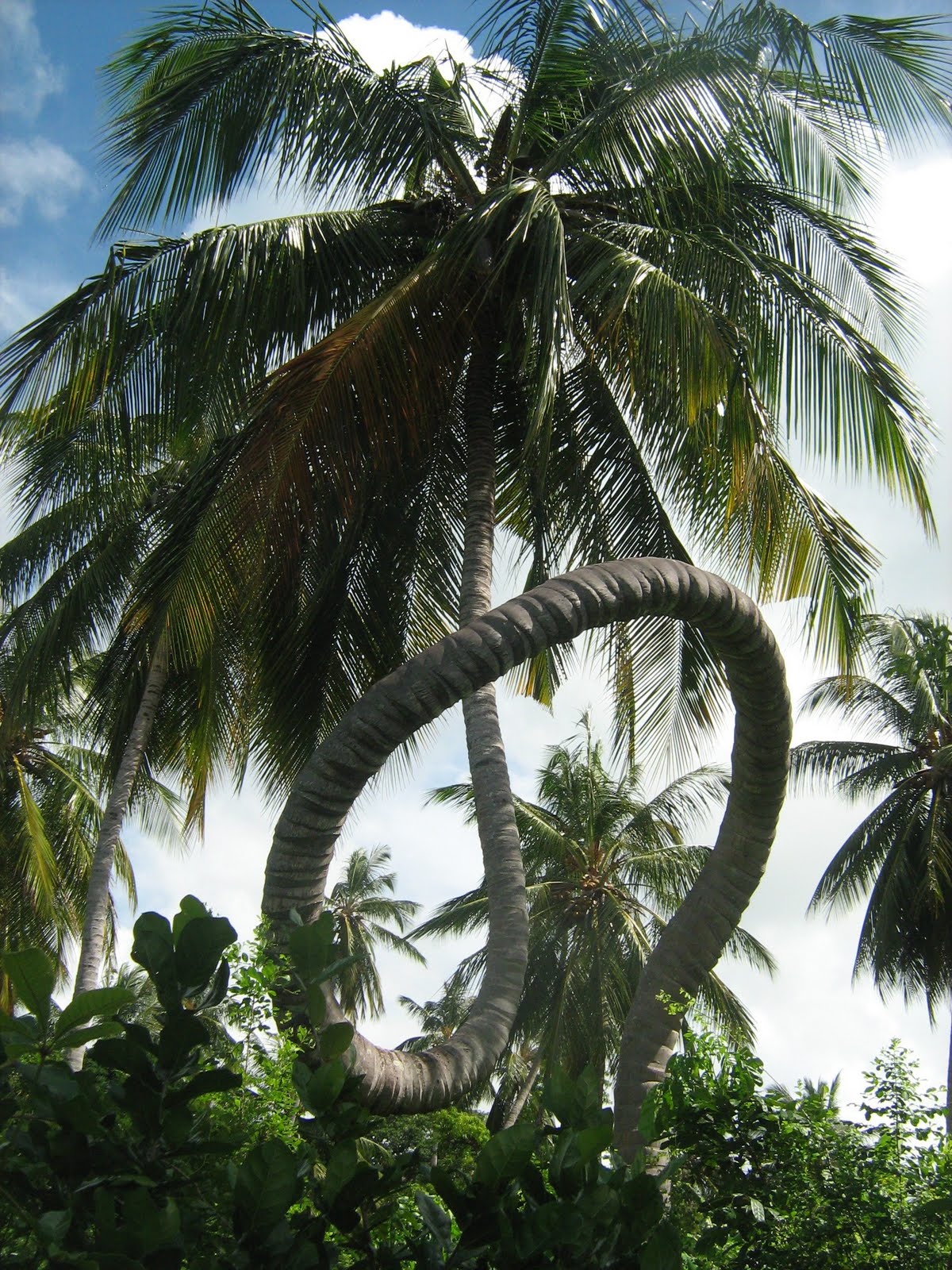 maksb: THE MAGIC ROLLING COCONUT TREE AT CHOLE ISLAND - MAFIA