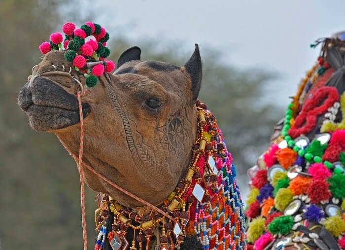 Wildlife and Wild Places