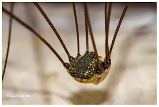 Belevingsfotografie: Spinnen