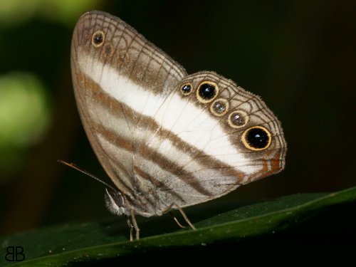 Butterfly photography: Change the angle