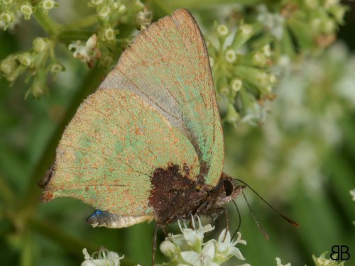 Butterfly photography: Shoot butterflies from both sides