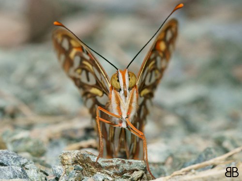 Butterfly photography: Take same individual from different angles