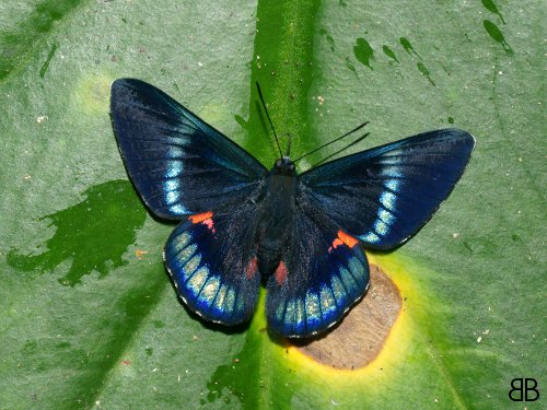Butterfly photography: Keep a parallel (butterfly – camera) always in mind Butterfly photography: Keep a parallel (butterfly – camera) always in mind