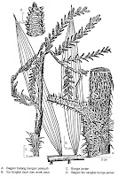 LK3 ROTAN MANAU: Rotan Manau ( Calamus manan Miq)