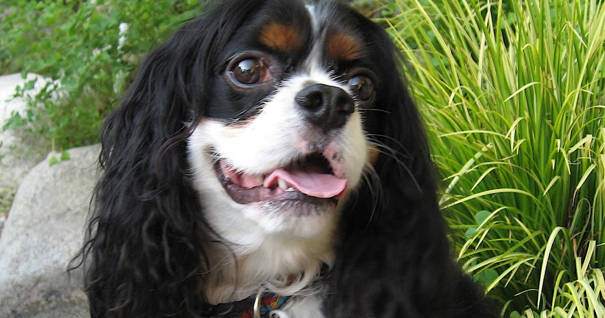 IndyAndCleo: Indiana Jones: A Tribute