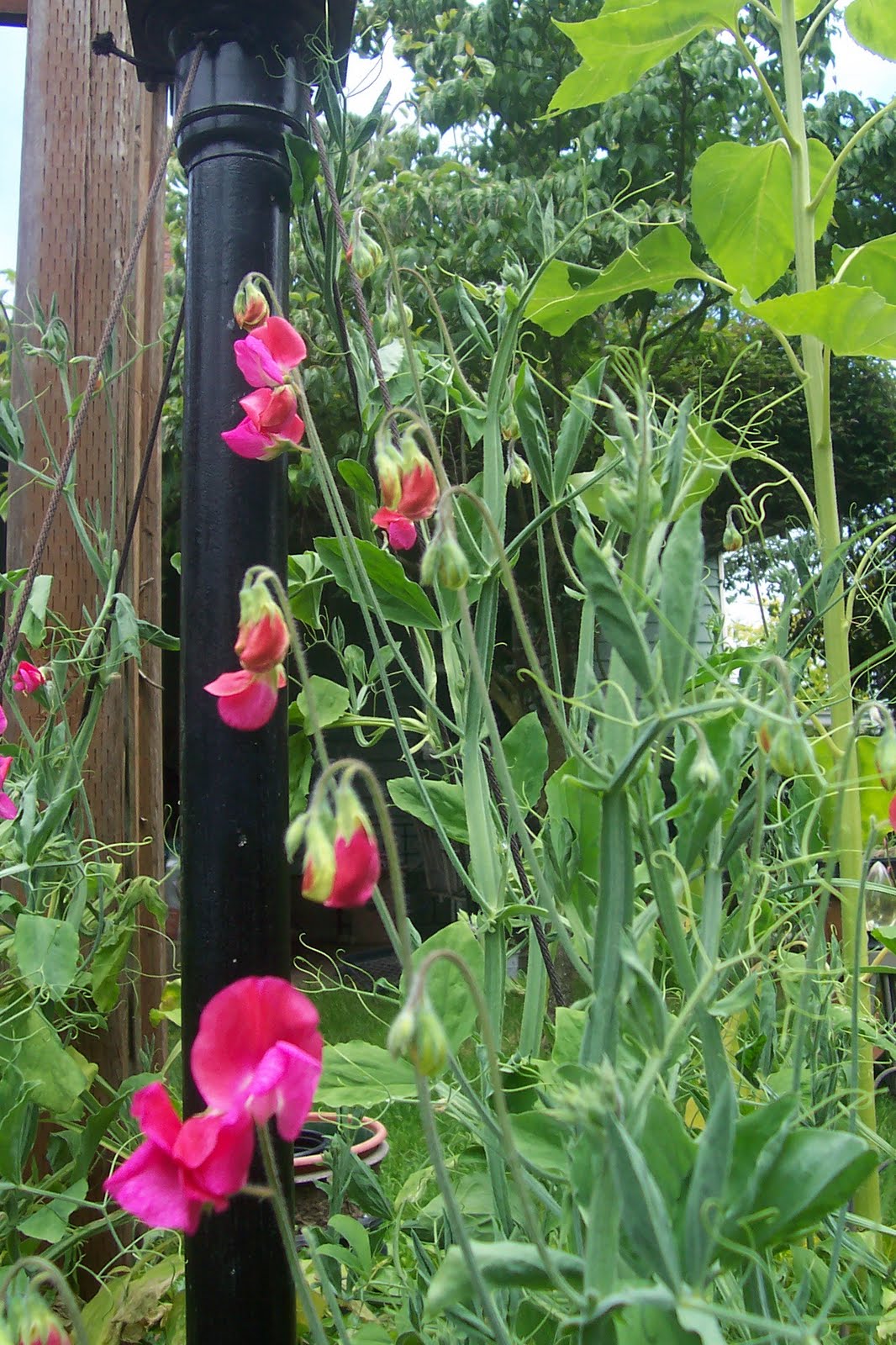 Tuesday Tracking - Sweet Pea Buds
