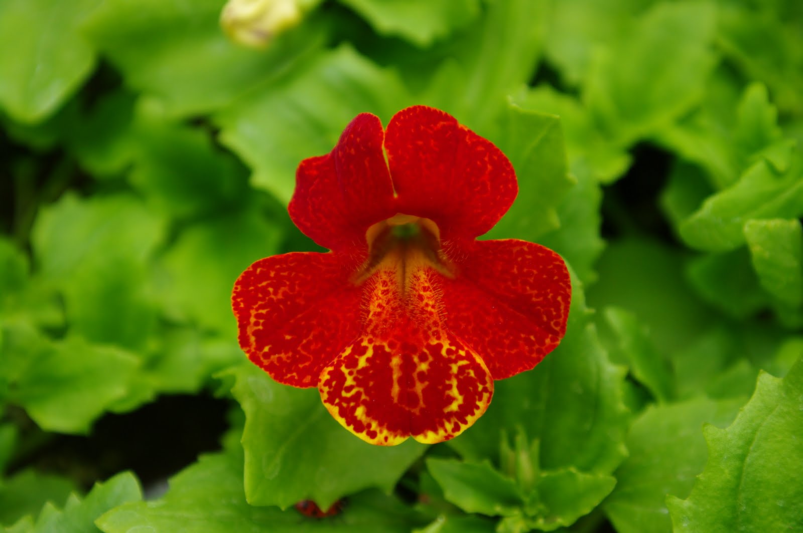 TLC Country Floral: Mimulus