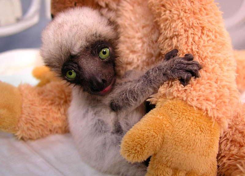 Animales de bebés tiernos y lindos animados - Imagui