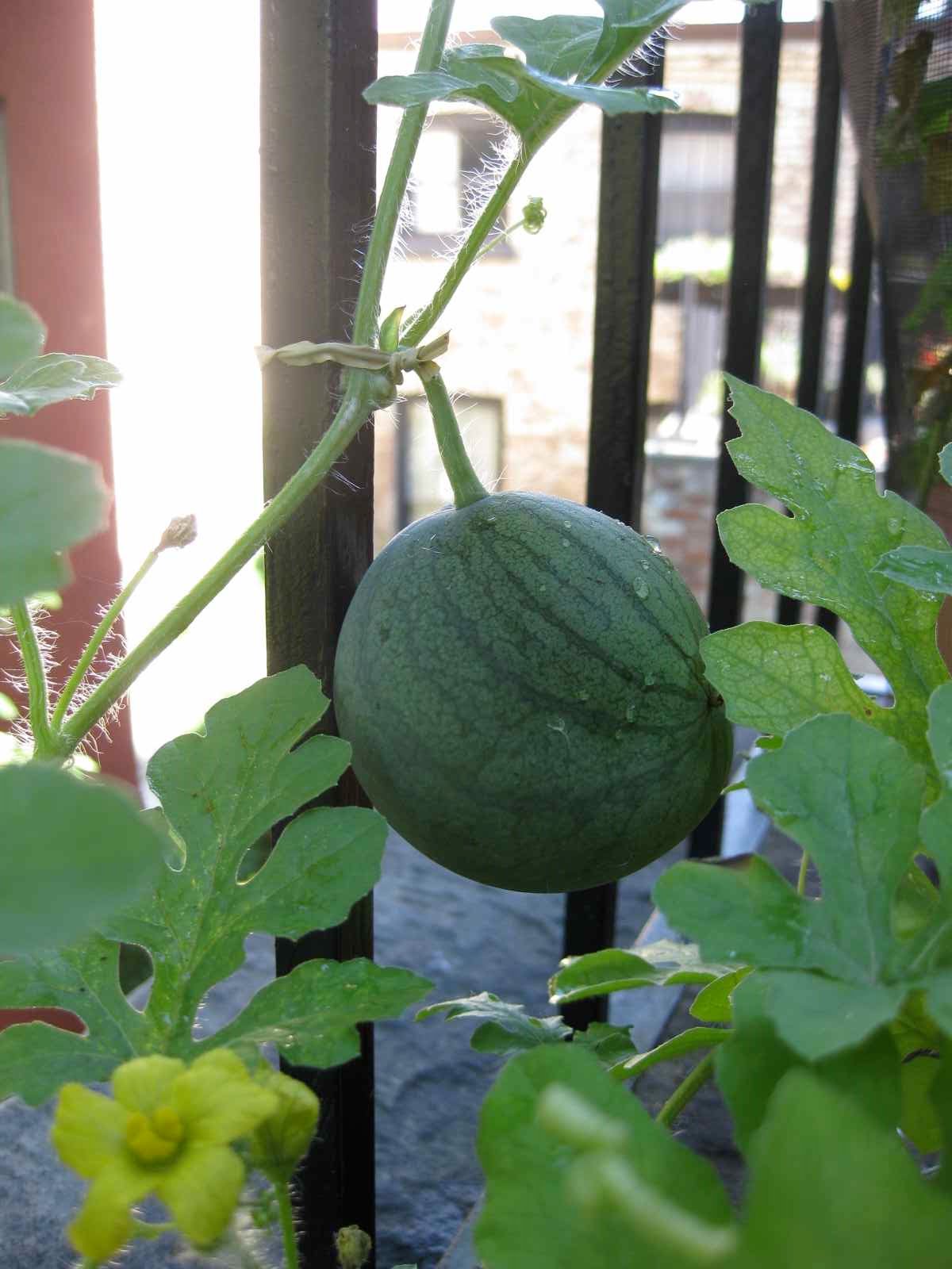 ::a day in the life::: Urban gardening 2010: Watermelon