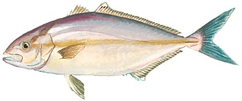 The Weekend Sportfishermen: Amberjack Confusion. Trying to Sort It Out ...
