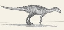 Dinosaurios de Argentina: Dinosaurios de Neuquén