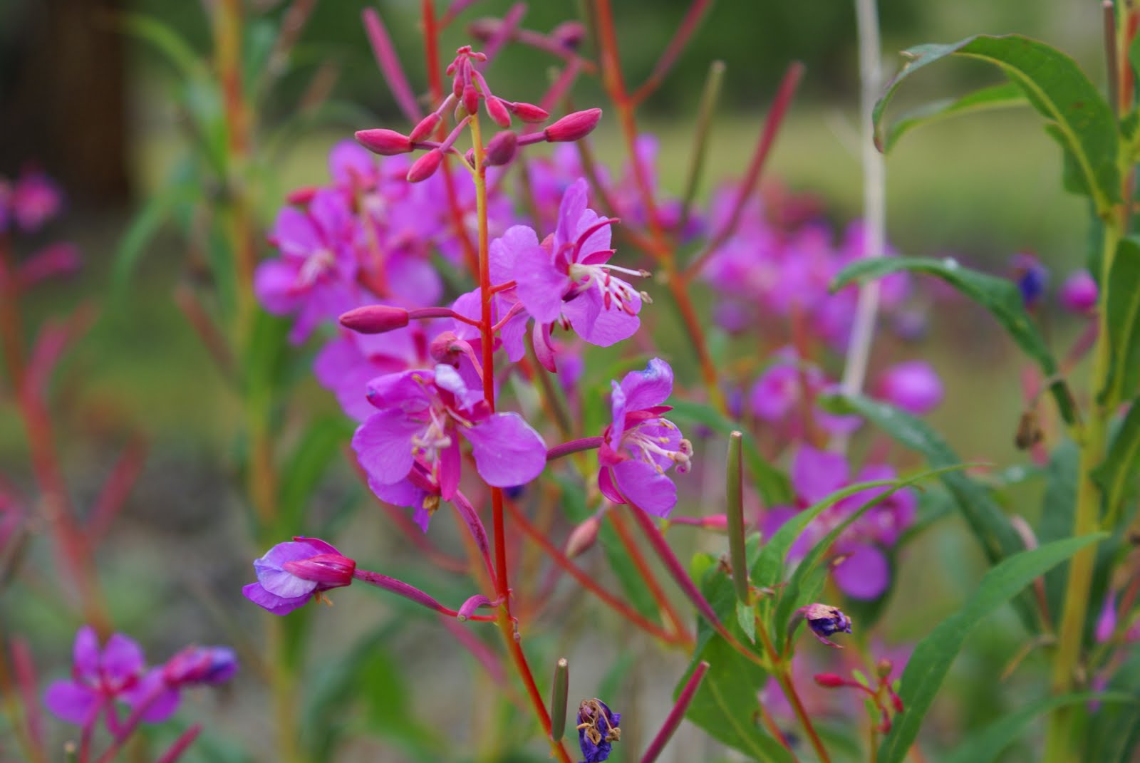 MONGOLIAN PICTURES: Mongolian Flowers