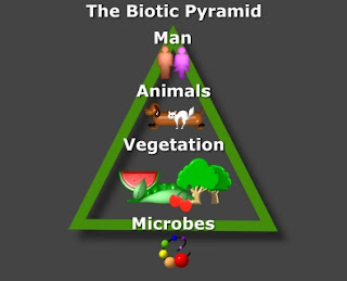 Dr. Frank's Writing Course Weblog: The Biotic Pyramid