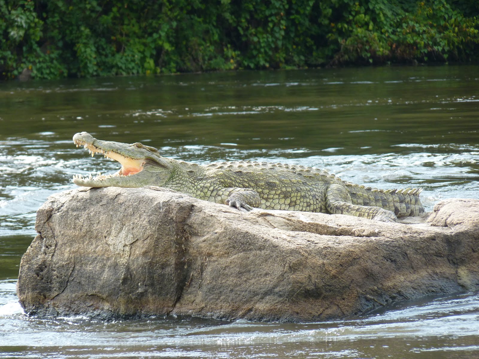 The Pam-African Queen: Murchison Falls
